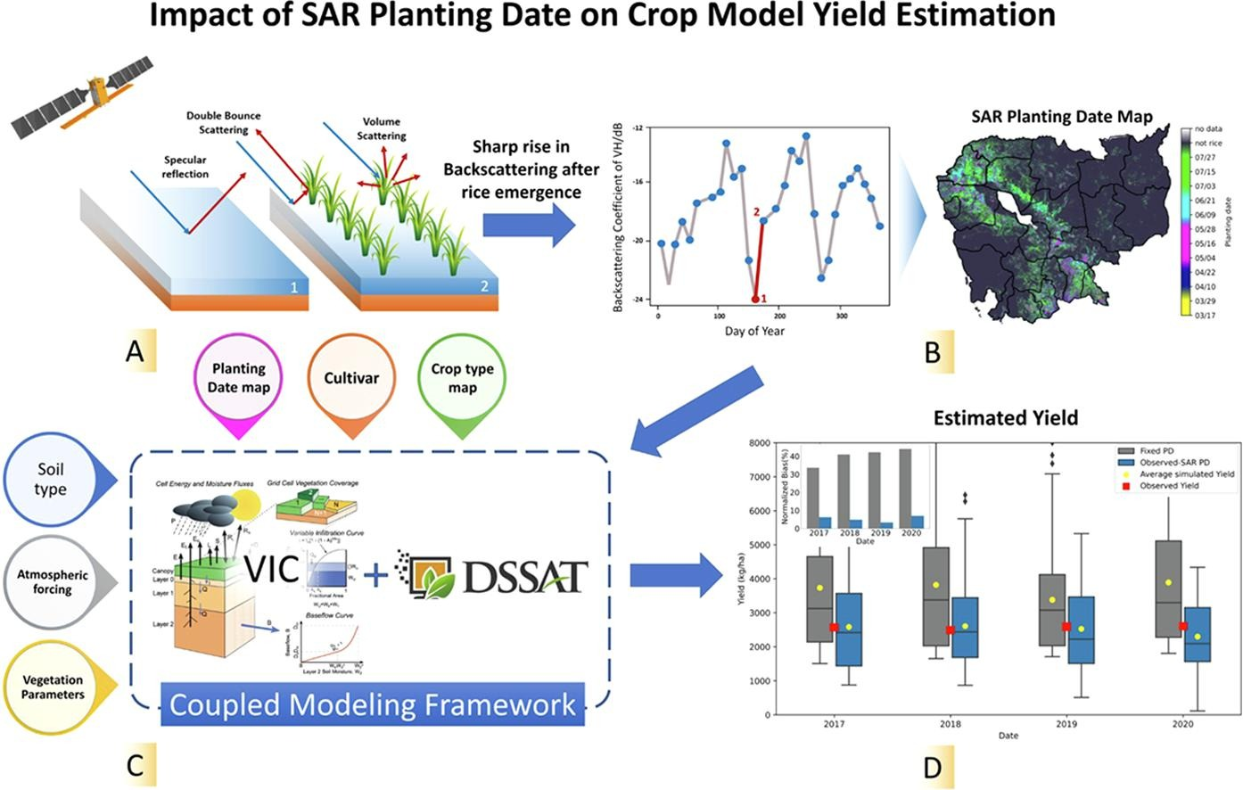 Assessing the impact of Sentinel-1 derived planting dates on rice crop ...